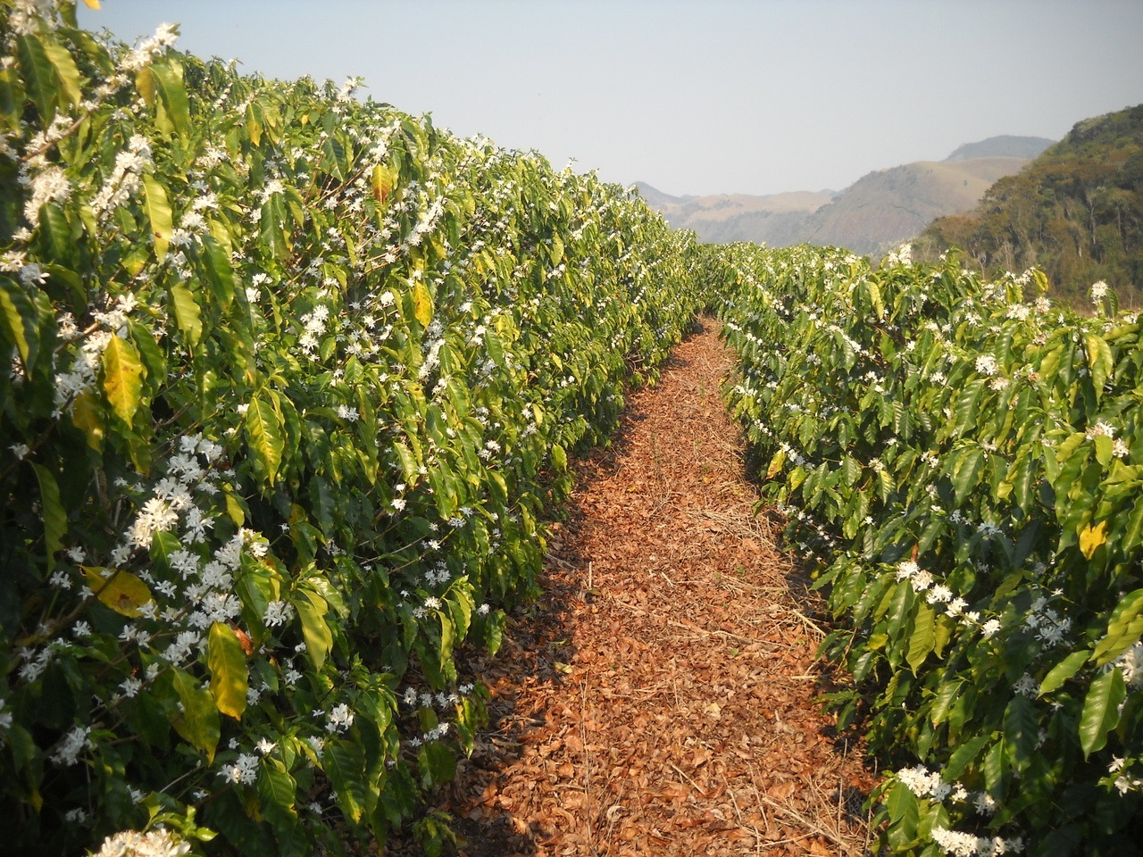 Café Panorama - Café Panorama - em cápsulas | Mercado CNA